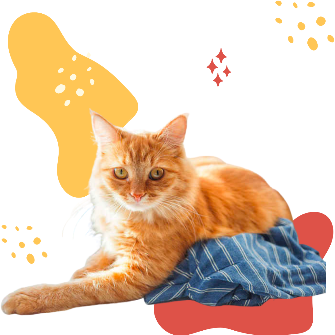 Webinar Hewania September 2022 - Legeartis Step to Avoid Recurrence ...